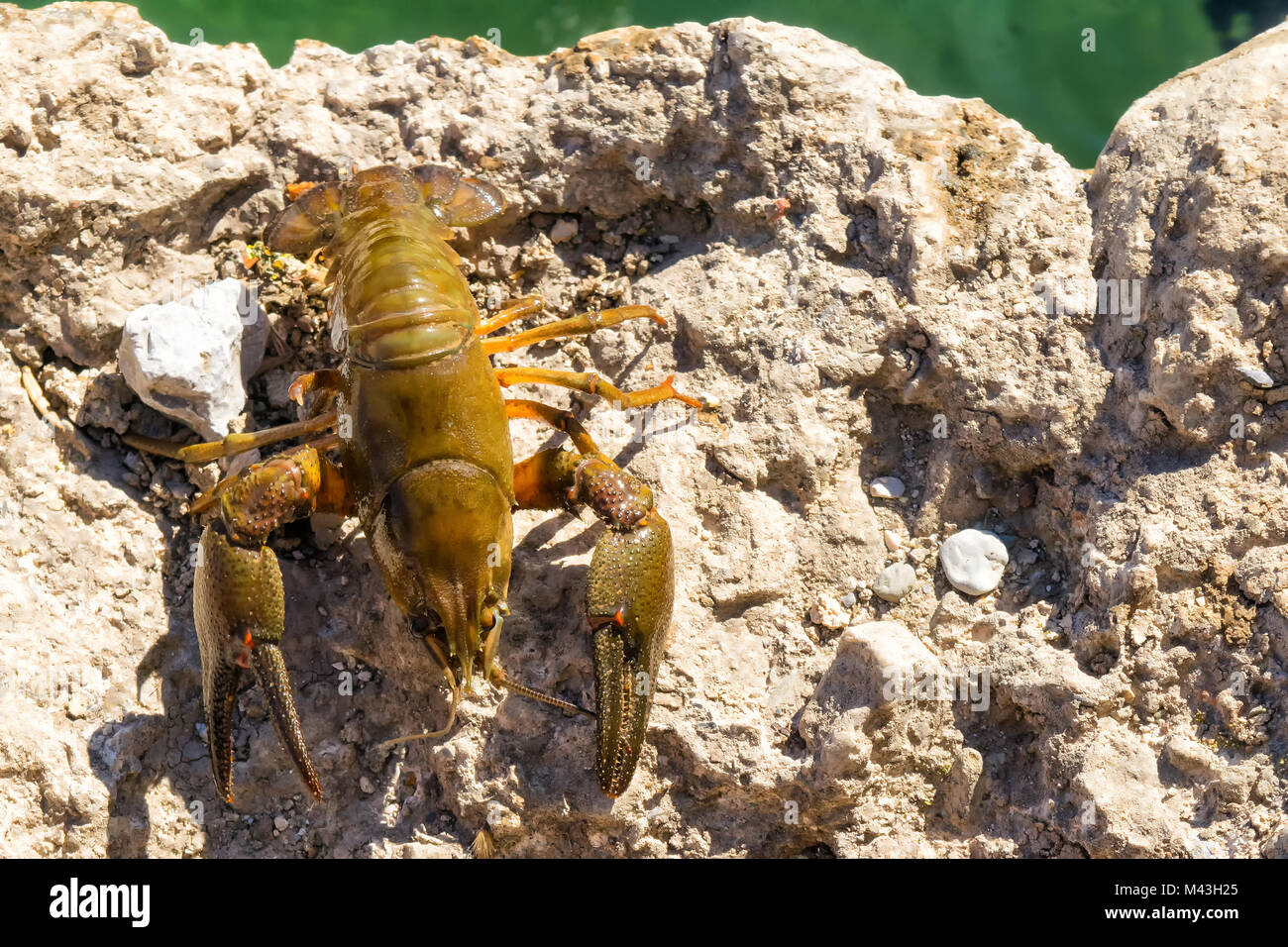 Shrimp on rock hi-res stock photography and images - Alamy