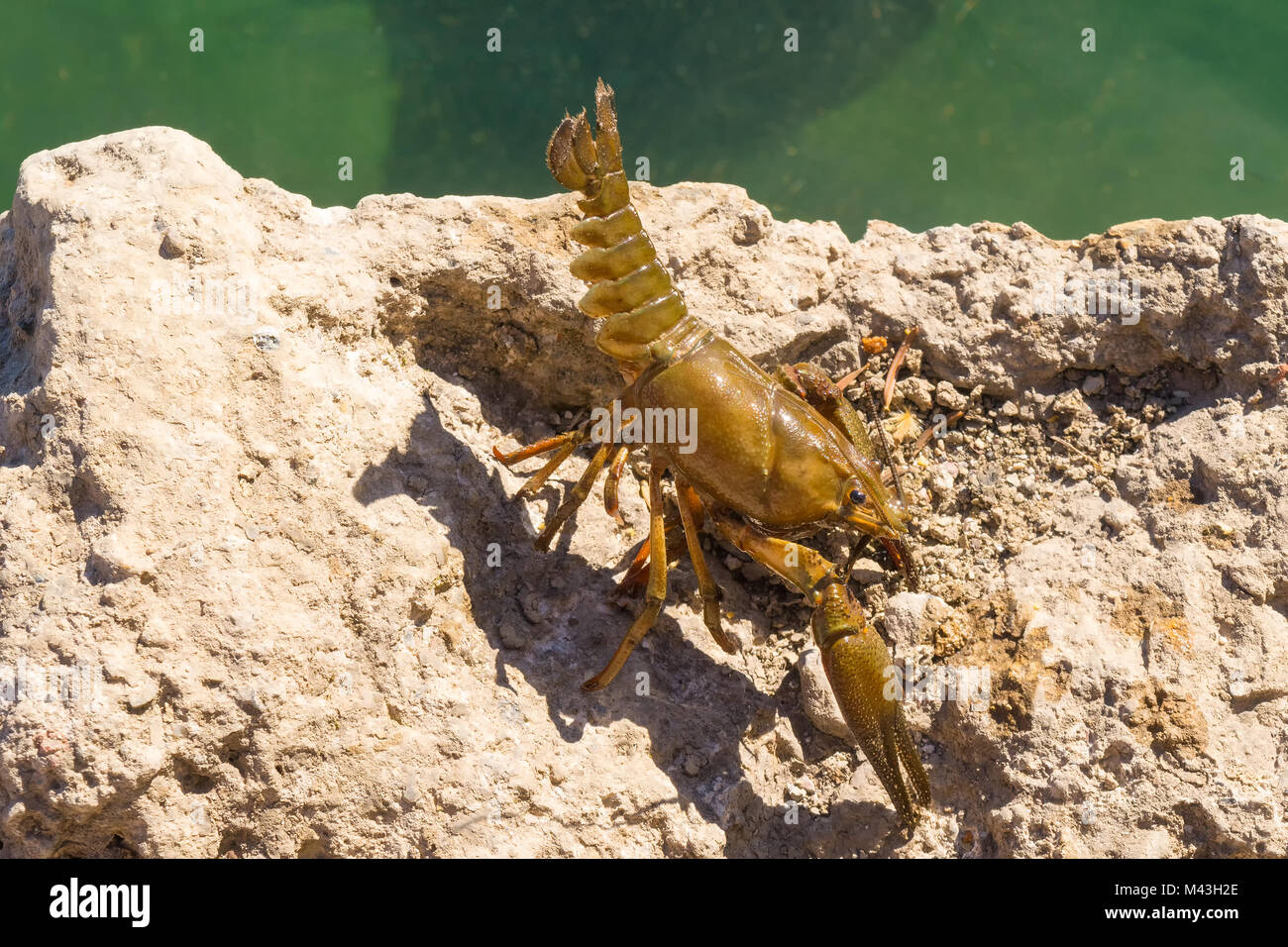 Shrimp on rock hi-res stock photography and images - Alamy