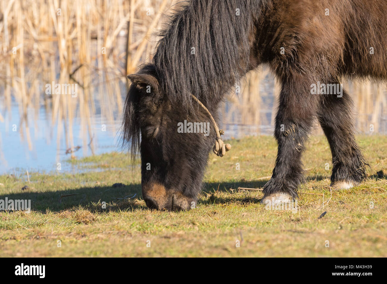 Pony horse grazing hi-res stock photography and images - Alamy