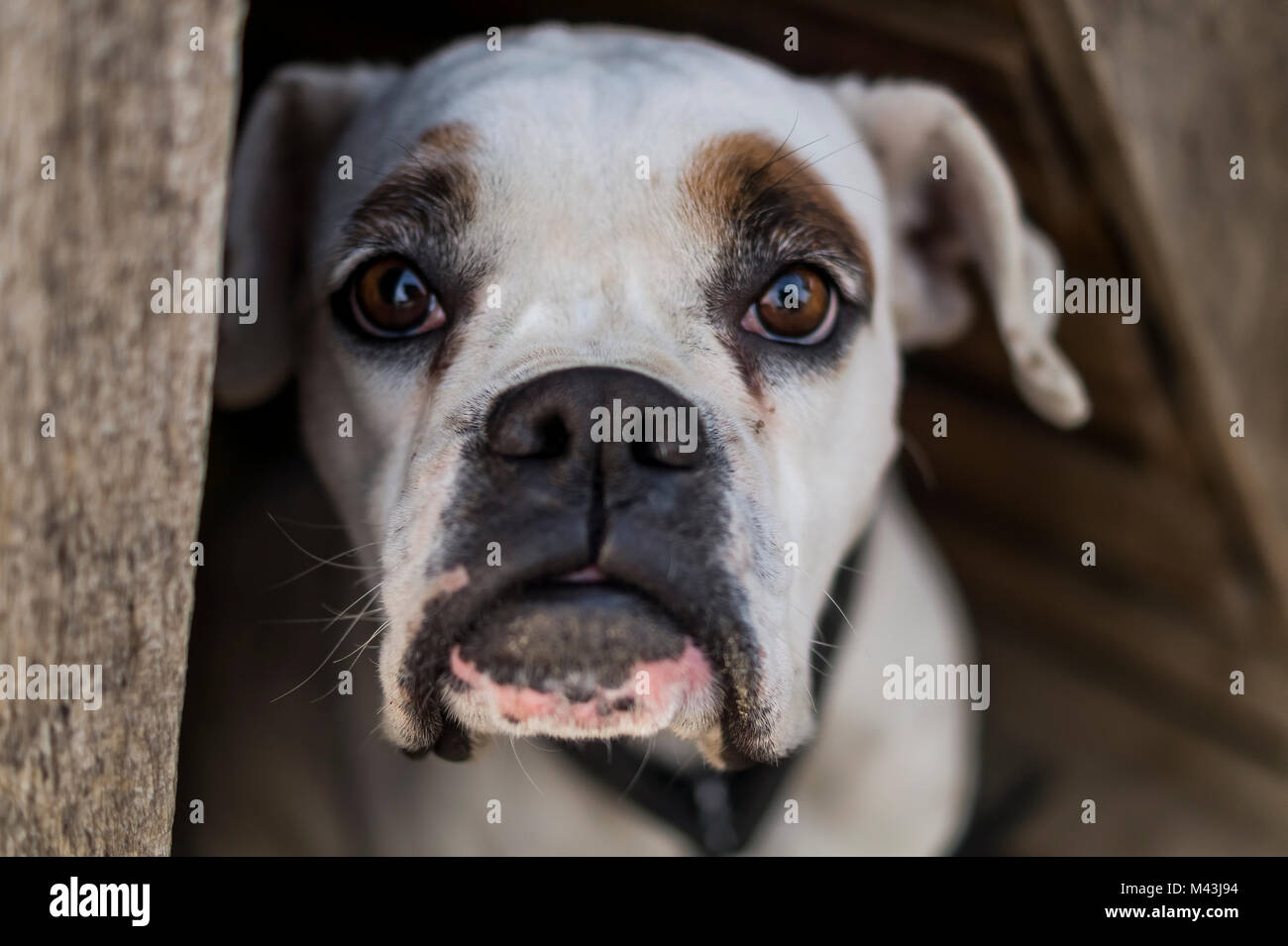 Animal abuse dog hi-res stock photography and images - Alamy