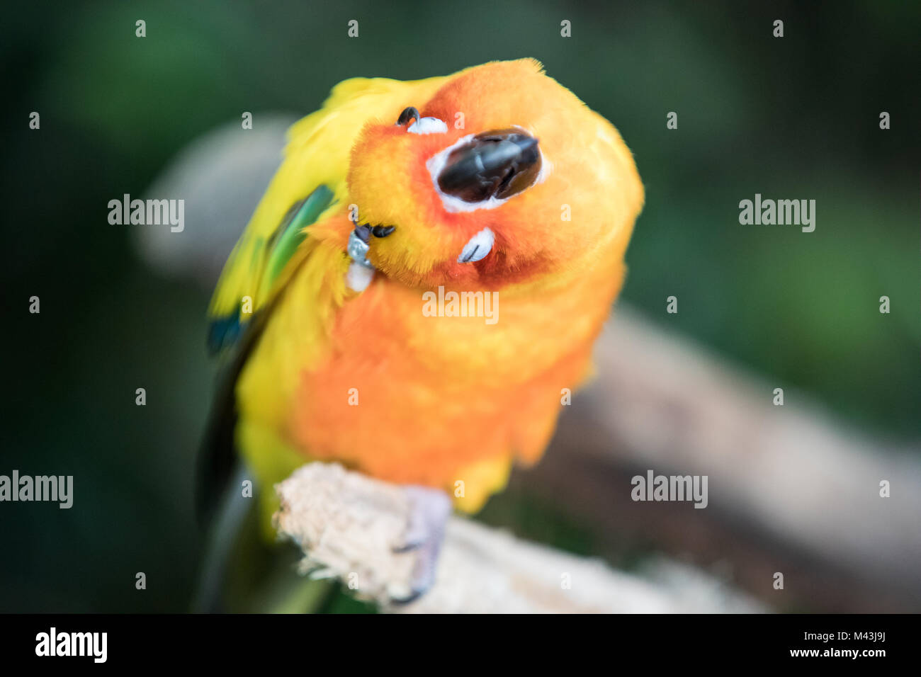 Bird small cute perch close up hi-res stock photography and images - Alamy