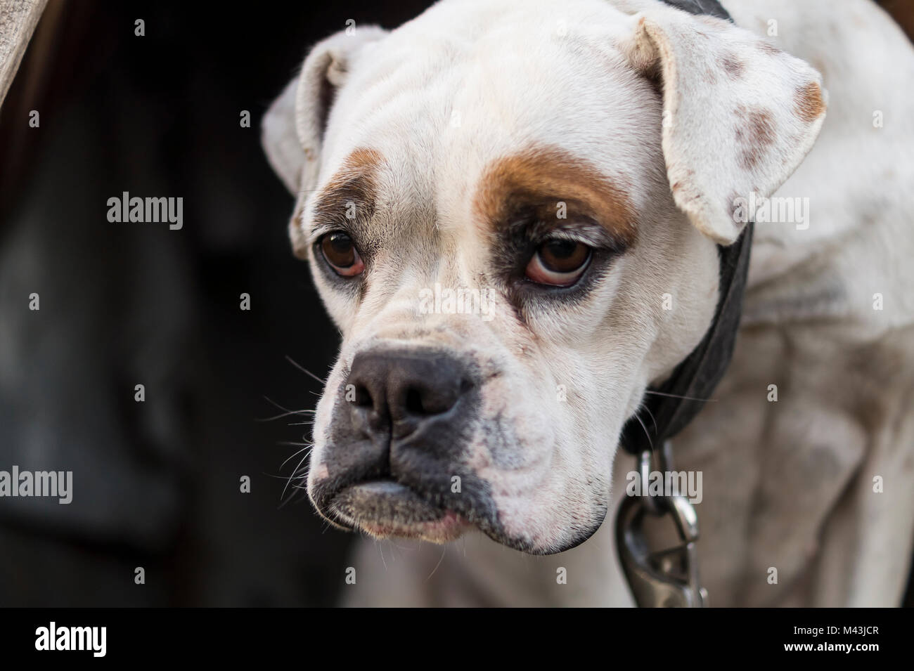 Female dog abuse hi-res stock photography and images - Alamy