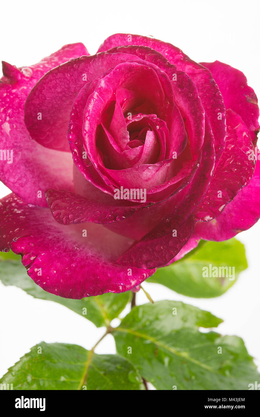 Beautiful card closeup view hi-res stock photography and images - Alamy