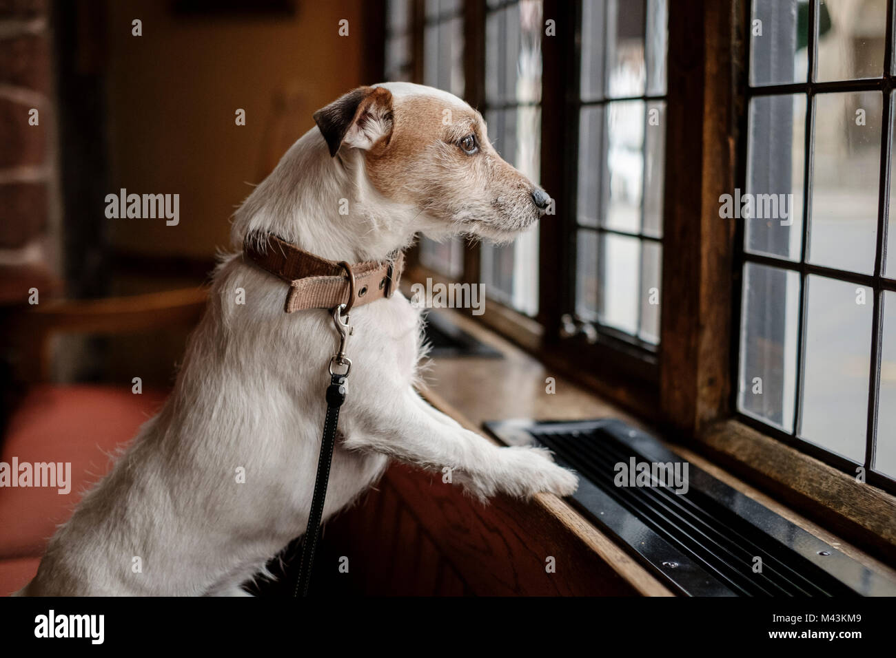 A Jack Russell terrier looking out the window of a British pub. Picture ...