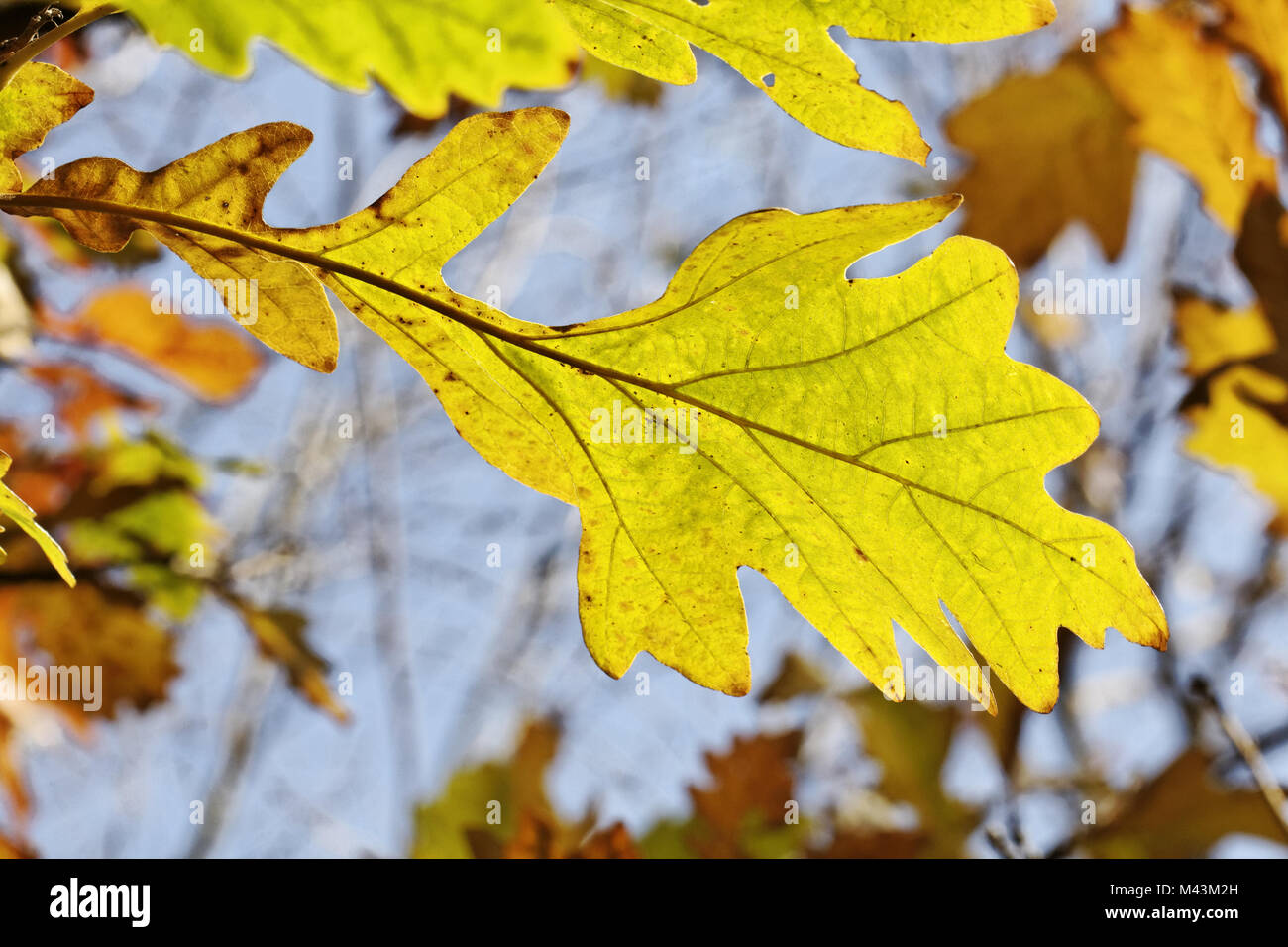 Quercus Macrocarpa Fall Color