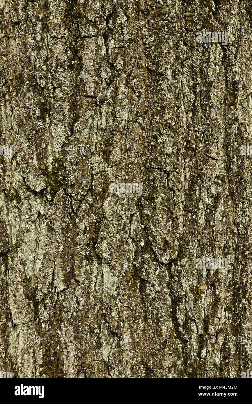 Quercus rubra bark hi-res stock photography and images - Alamy