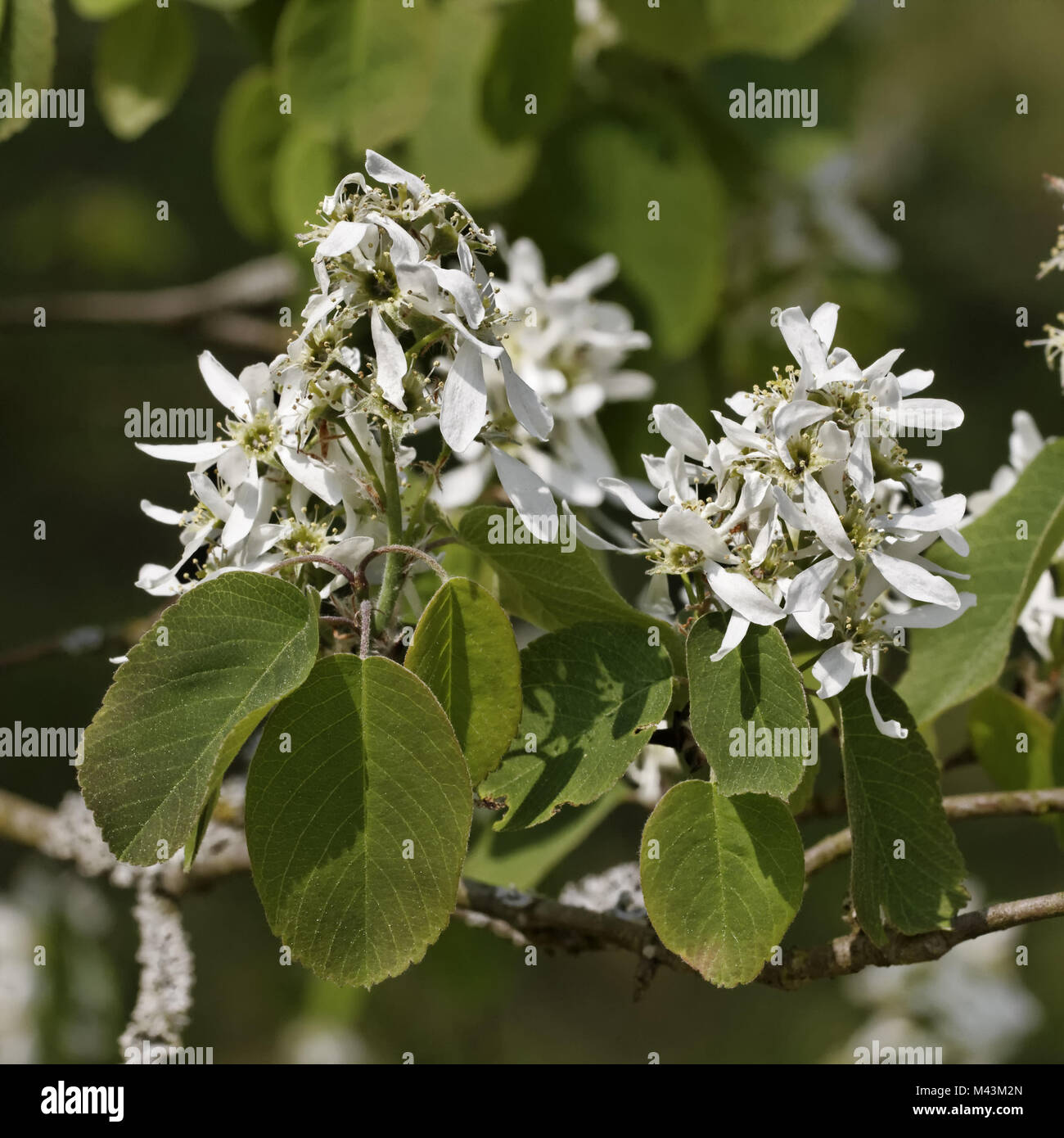Amelanchier florida, Pacific Serviceberry, Western Stock Photo - Alamy