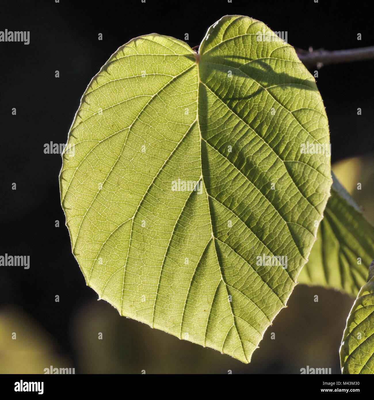 Hazel structure hi-res stock photography and images - Alamy
