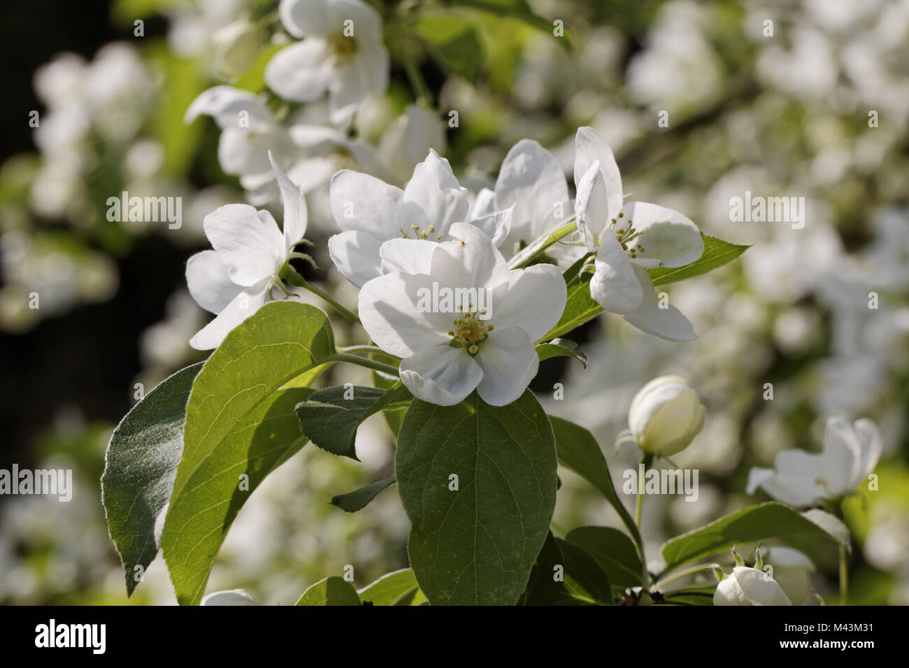 Malus baccata, var mandshurica, Siberian crabapple Stock Photo - Alamy