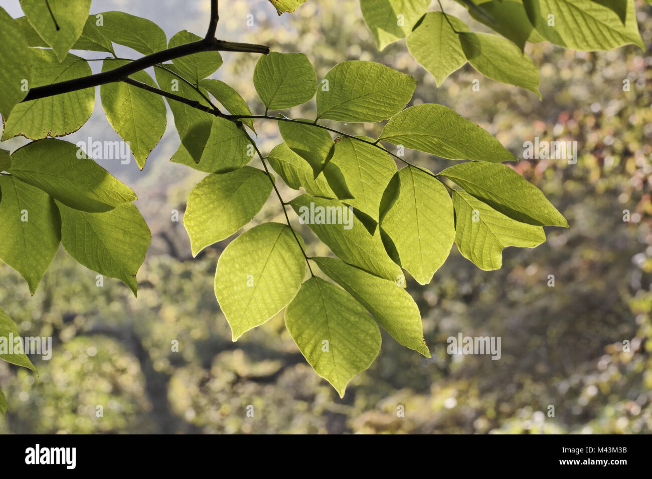 Cladrastis kentukea, Cladrastis lutea, Yellowwood Stock Photo - Alamy