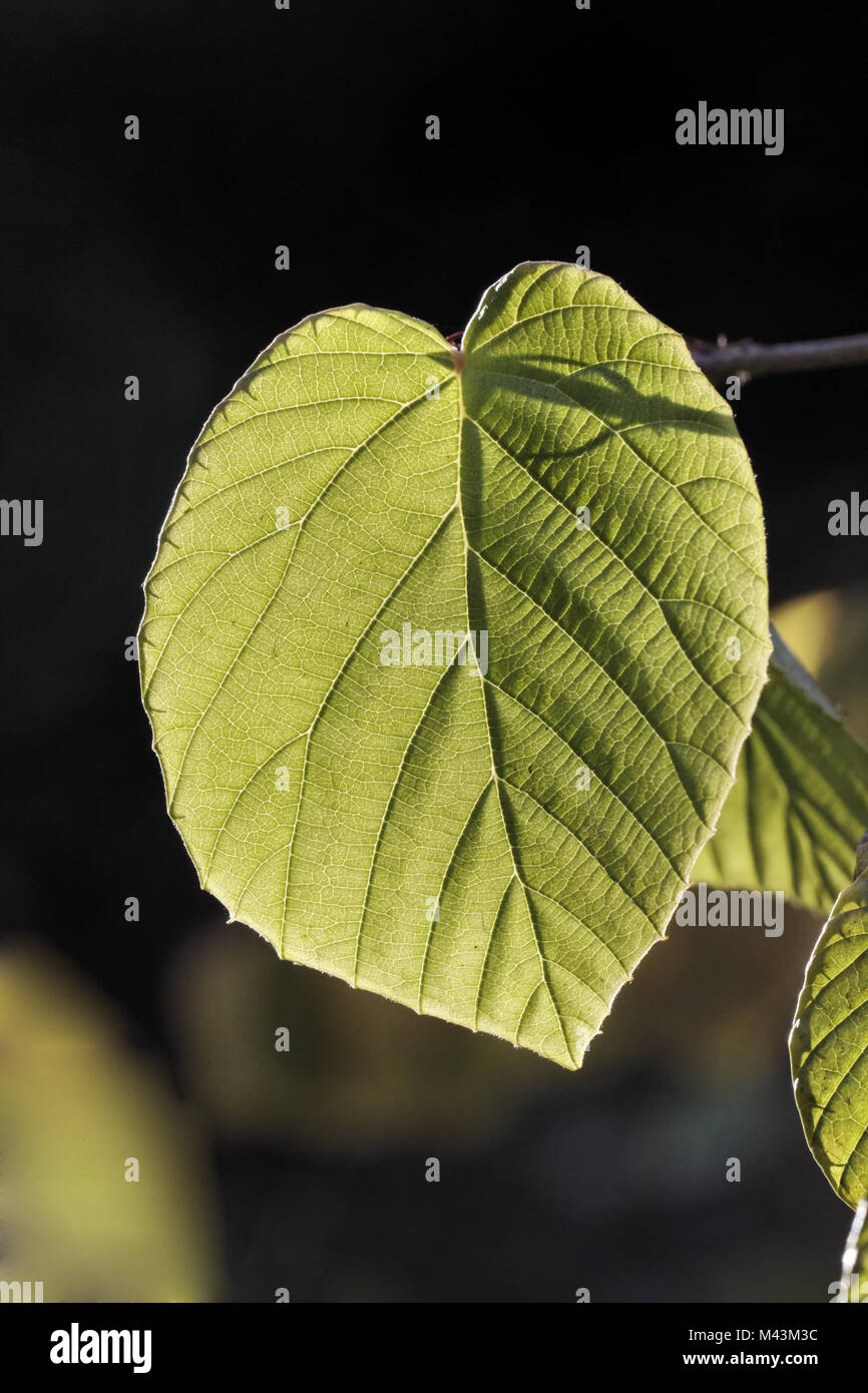 Corylopsis spicata, Winter Hazel, leaves in autumn Stock Photo - Alamy