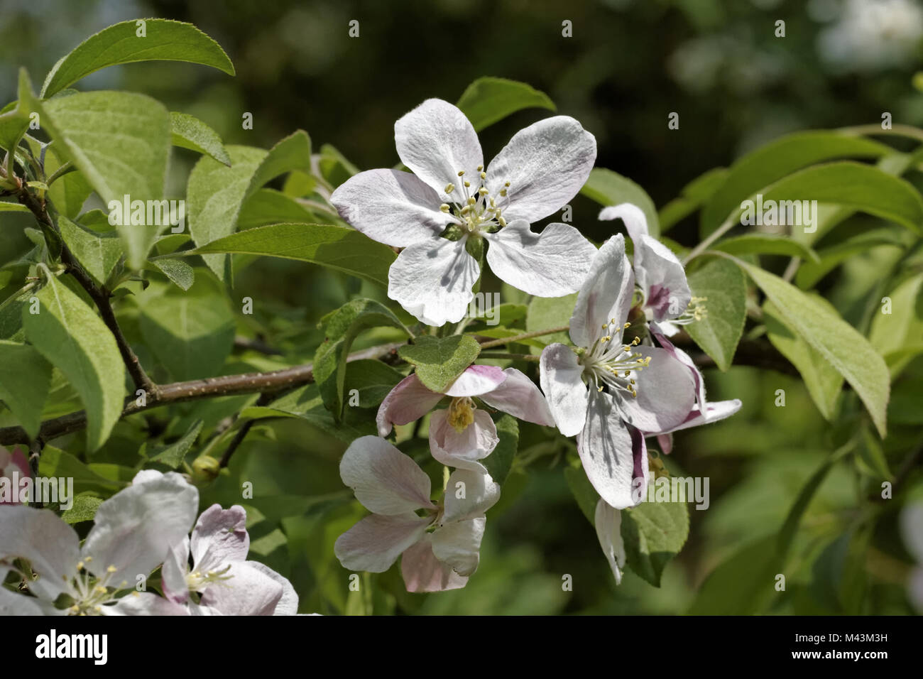Asiatischer wildapfel hi-res stock photography and images - Alamy