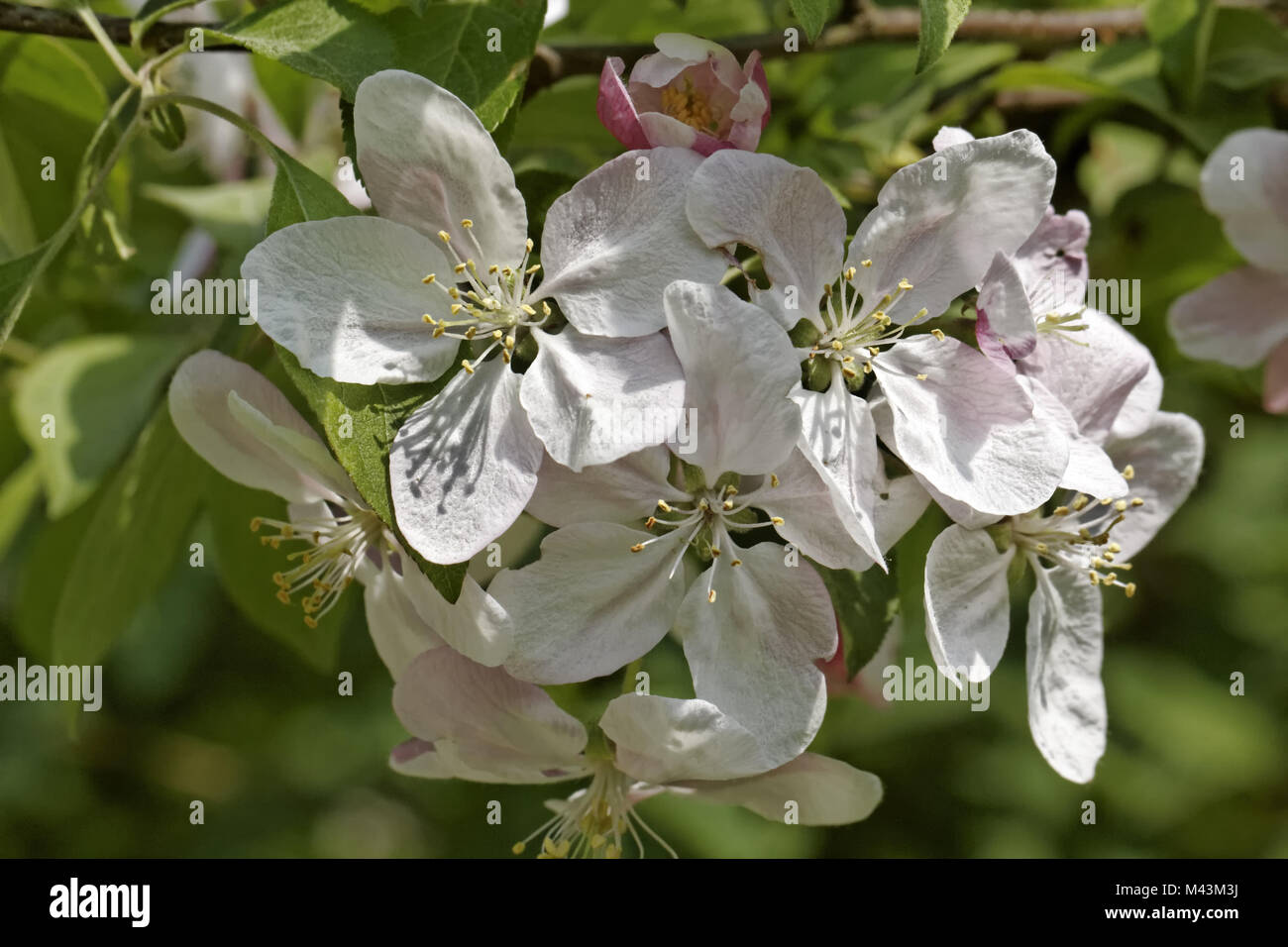 Asiatischer wildapfel hi-res stock photography and images - Alamy