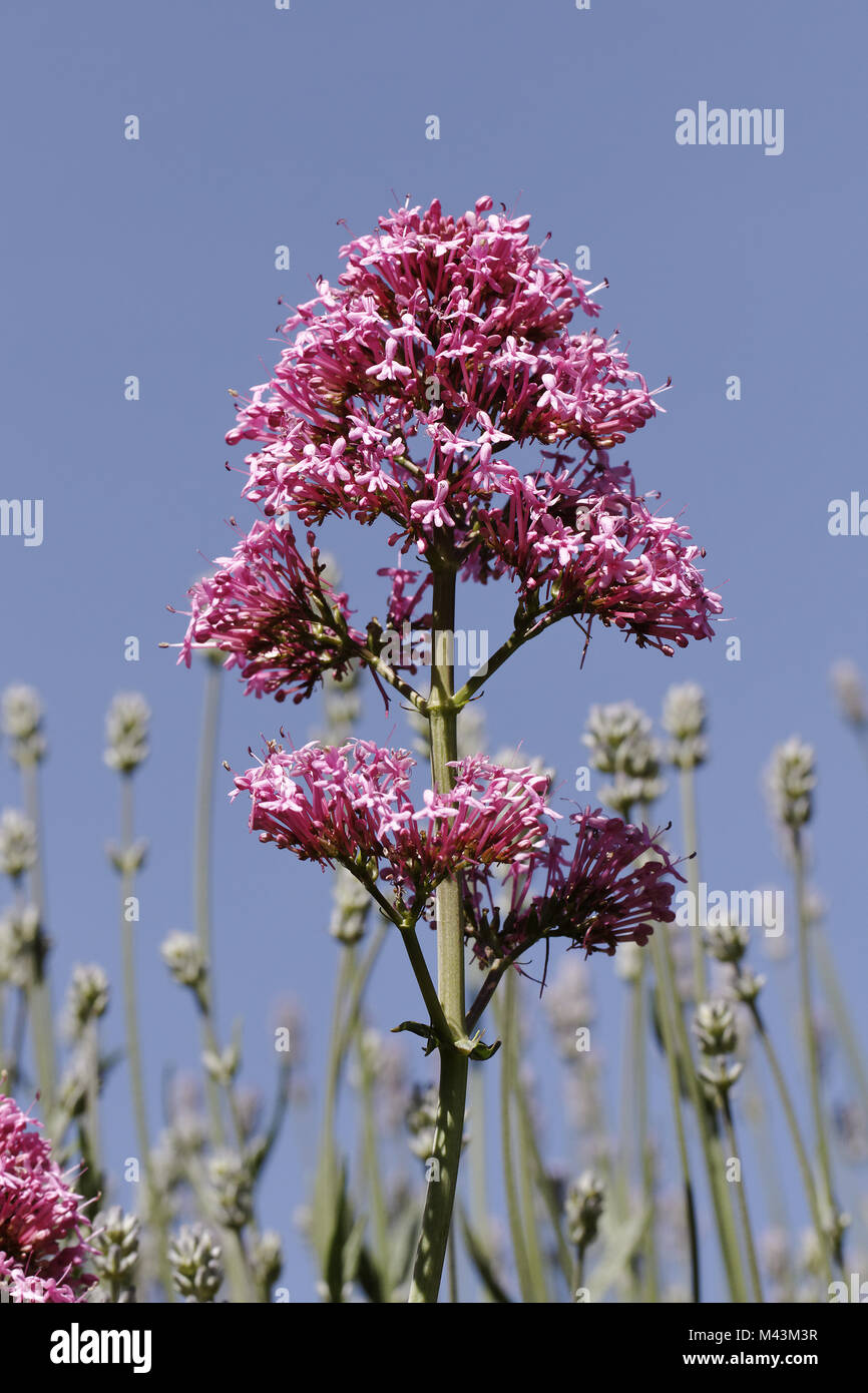 Jupiters beard hi-res stock photography and images - Alamy