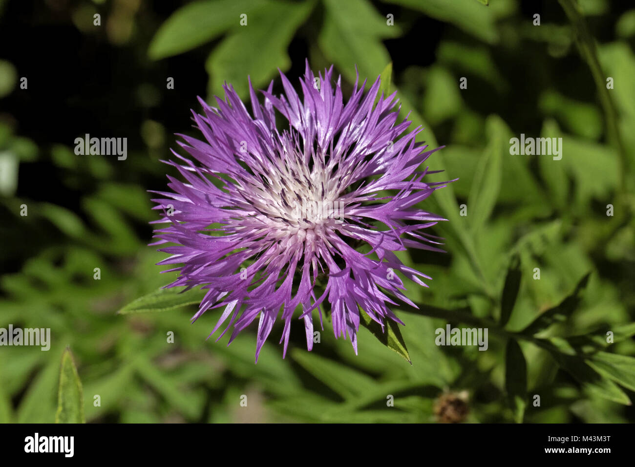 Centaurea dealbata, Persian Cornflower, Whitewash Stock Photo - Alamy