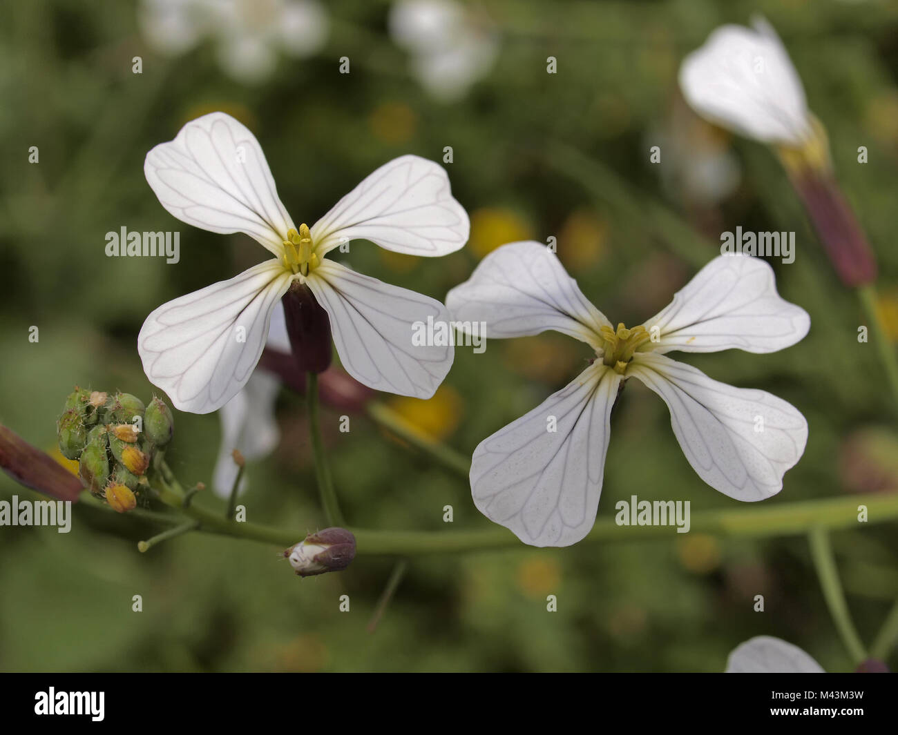 Eruca vesicaria, Rocket, Roquette, Rucola, Rugula Stock Photo - Alamy