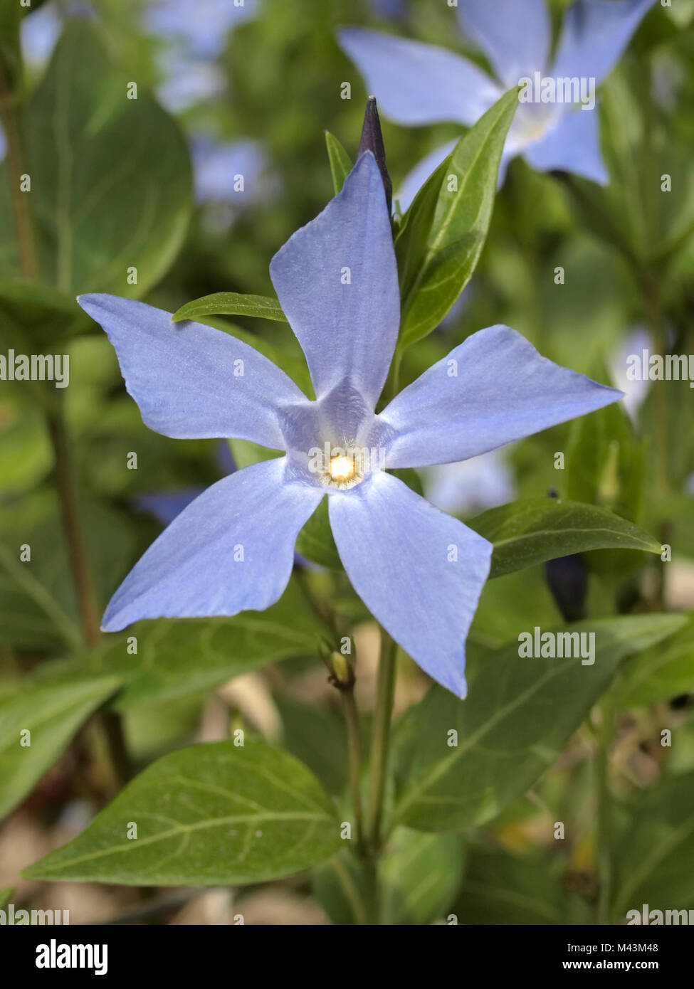 Periwinkle blue hi-res stock photography and images - Alamy