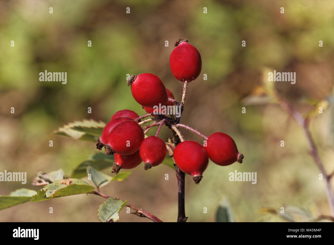 Rosa glauca, Red-leaved Rose, Redleaf Rose rosehip Stock Photo - Alamy