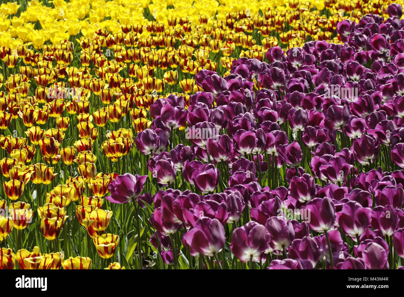 Triumph tulip helmar hi-res stock photography and images - Alamy