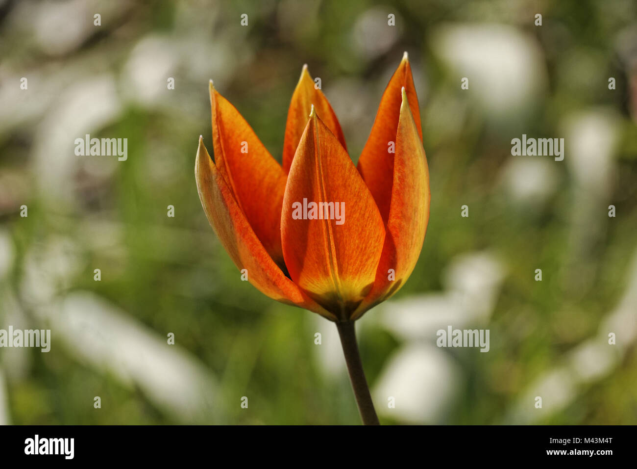 Tulipa orphanidea 'Whittallii', Orphanides tulip Stock Photo - Alamy