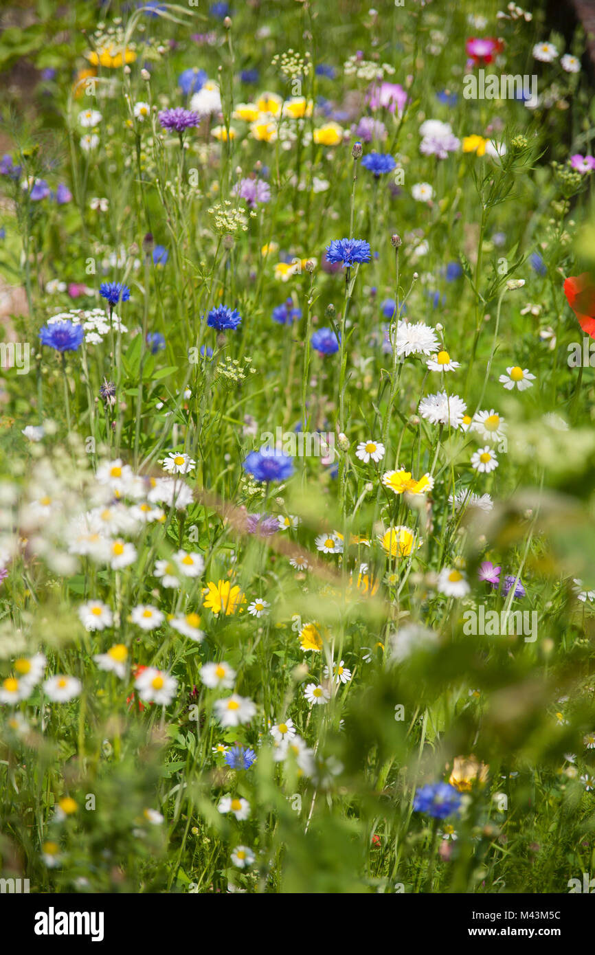 Summer wild flowers Stock Photo - Alamy