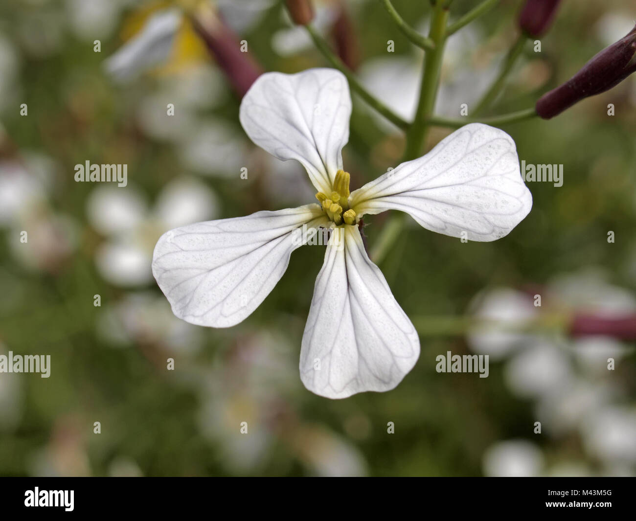 Eruca vesicaria, Rucola, Rugula, Garden Rocket Stock Photo - Alamy