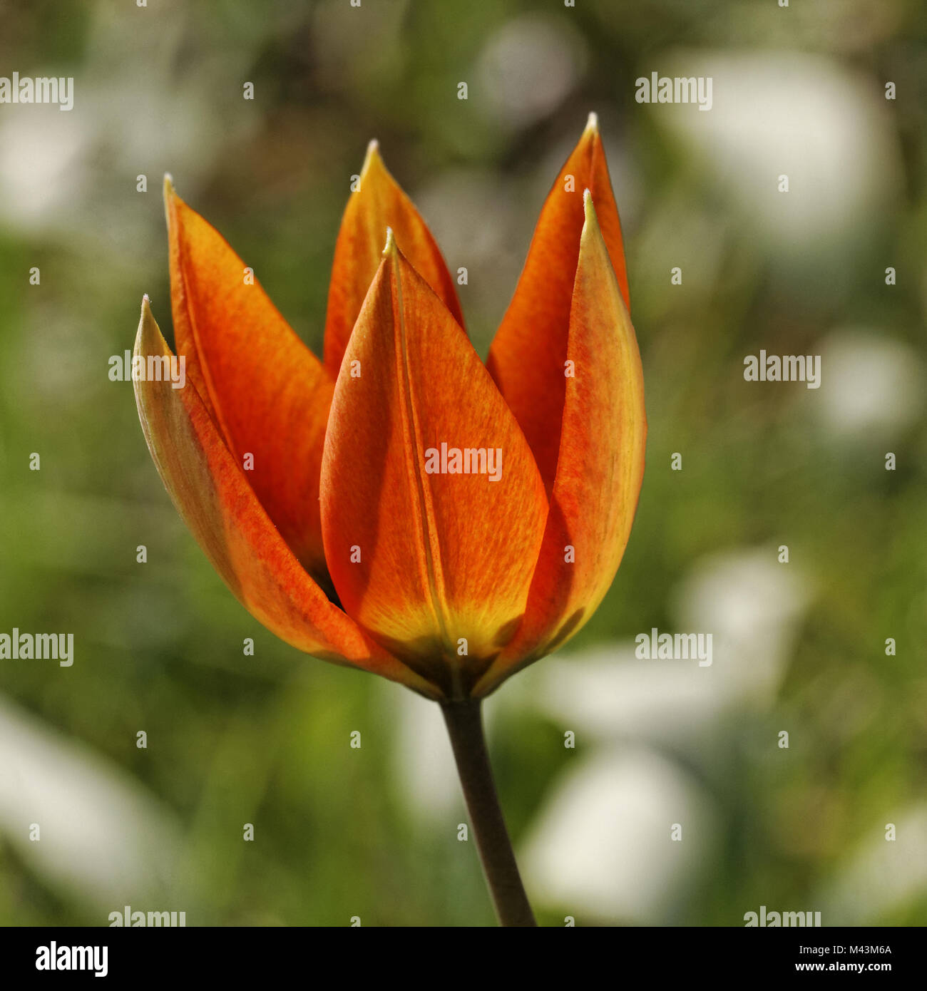 Orphanides hi-res stock photography and images - Alamy