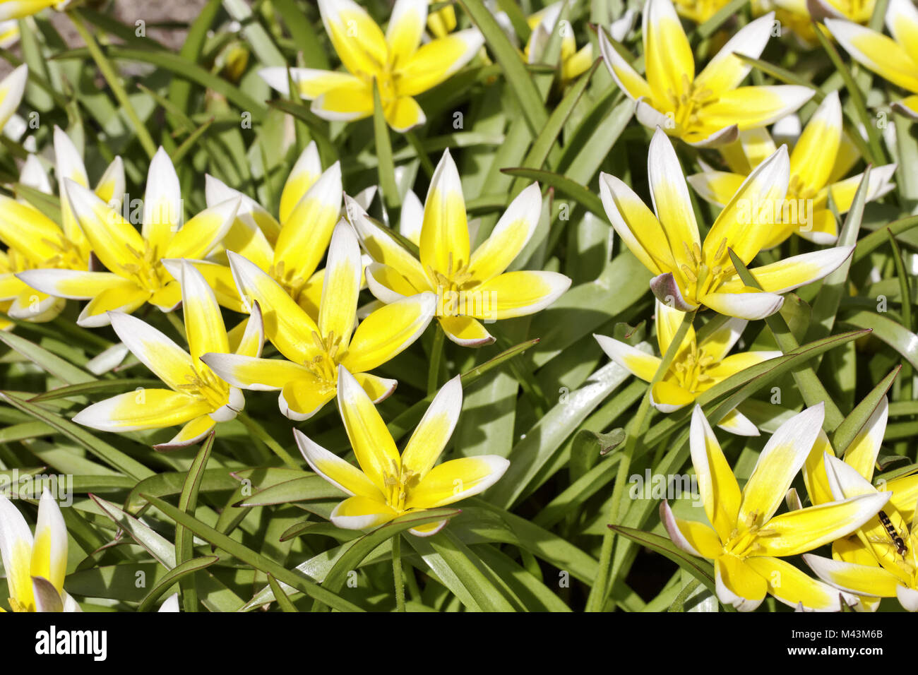 Star tulip hi-res stock photography and images - Alamy