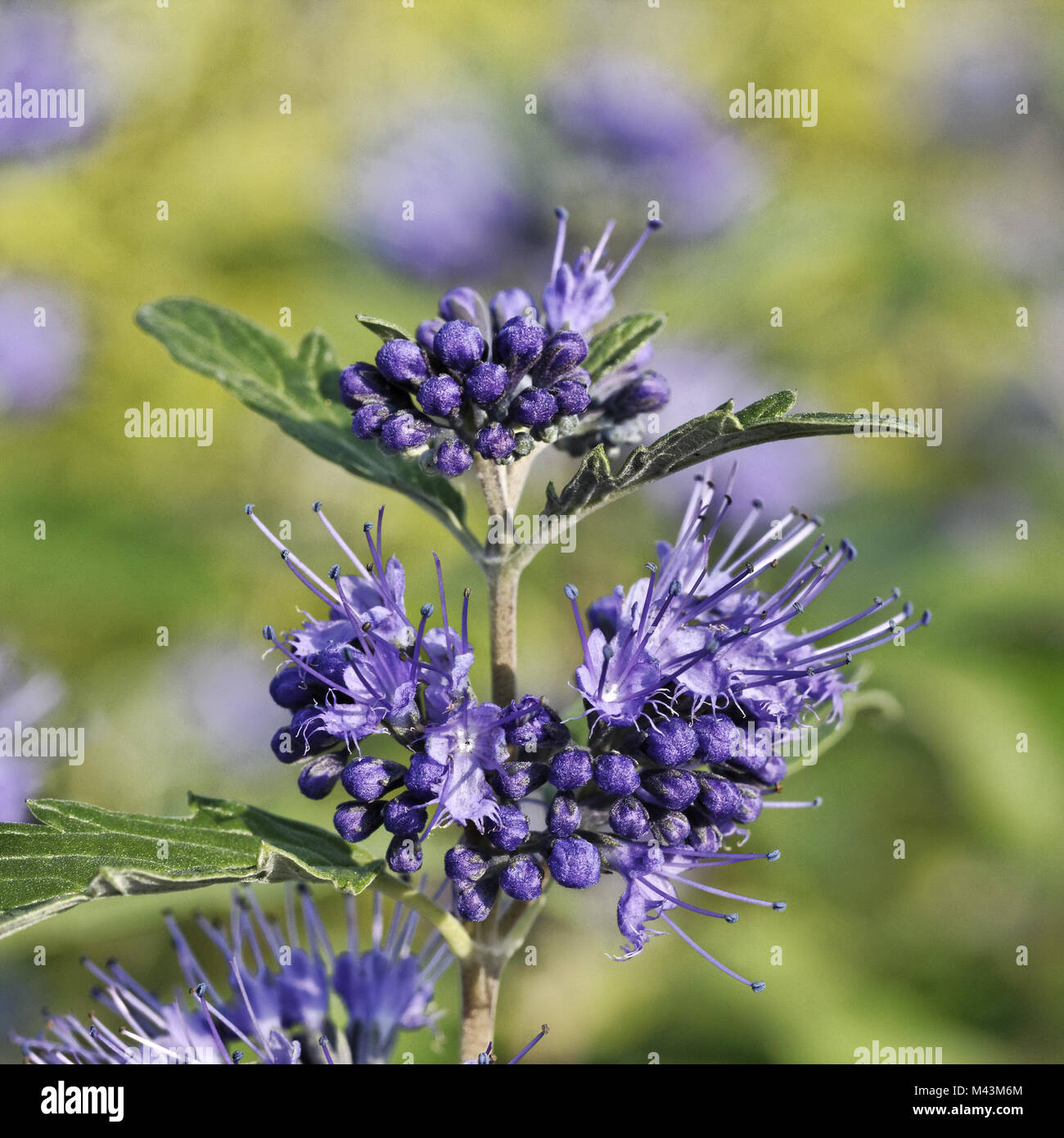 Caryopteris clandonensis Blue Balloon, Bluebeard Stock Photo - Alamy