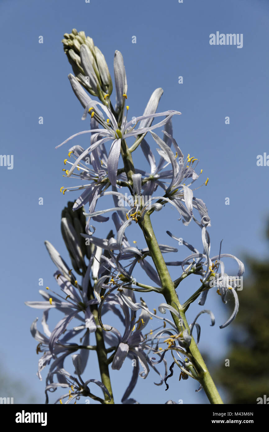 Camassia leichtlinii, Great Camas, Large Camas Stock Photo - Alamy