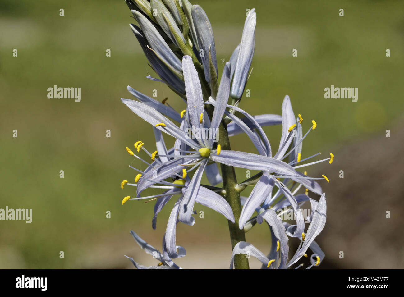 Camassia leichtlinii, Great Camas, Large Camas Stock Photo - Alamy