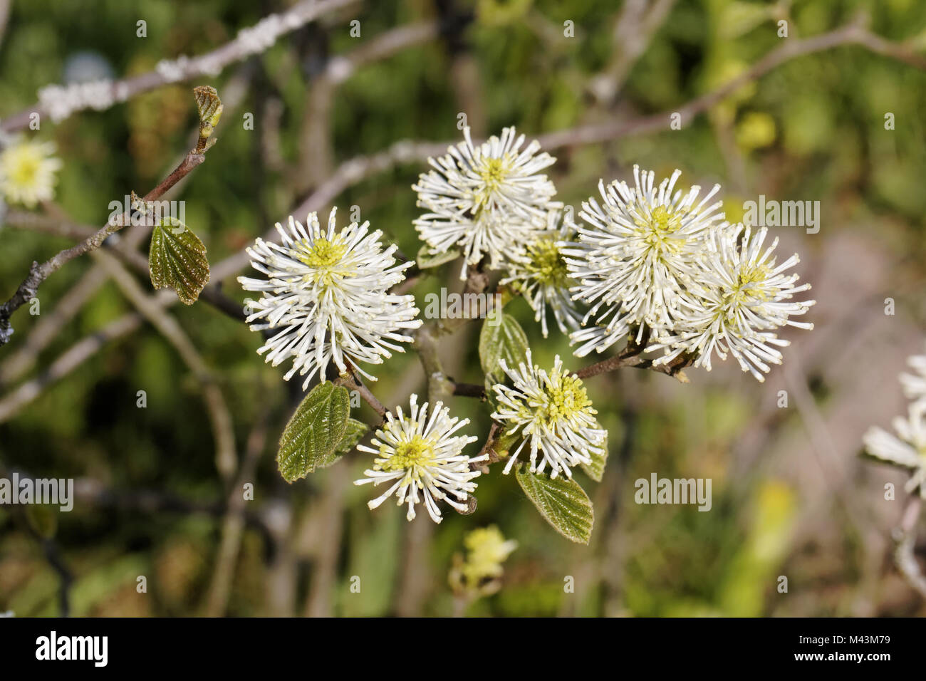 Fothergilla major, Large Witchalder, Fothergilla Stock Photo - Alamy