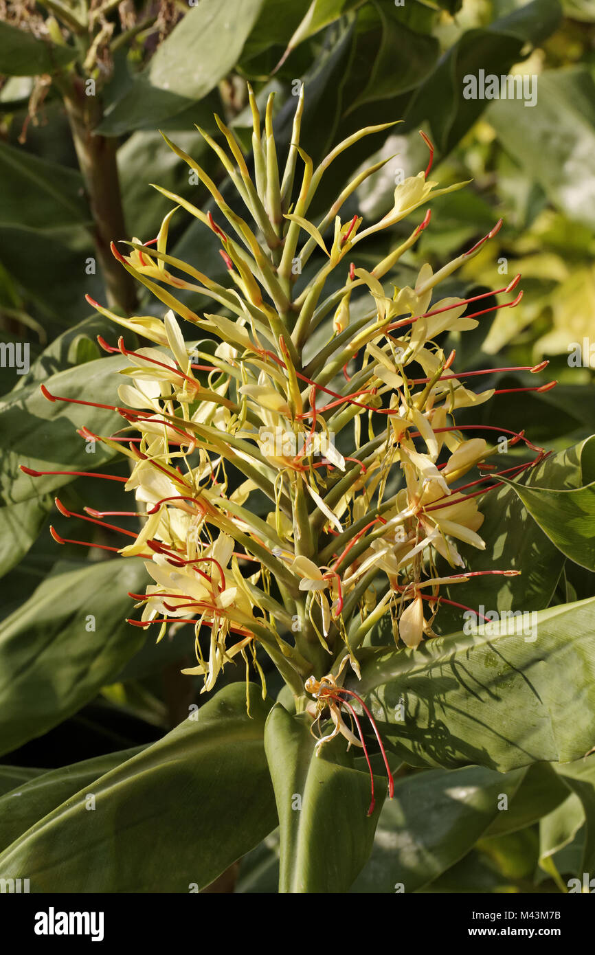 Kahili flower hi-res stock photography and images - Alamy