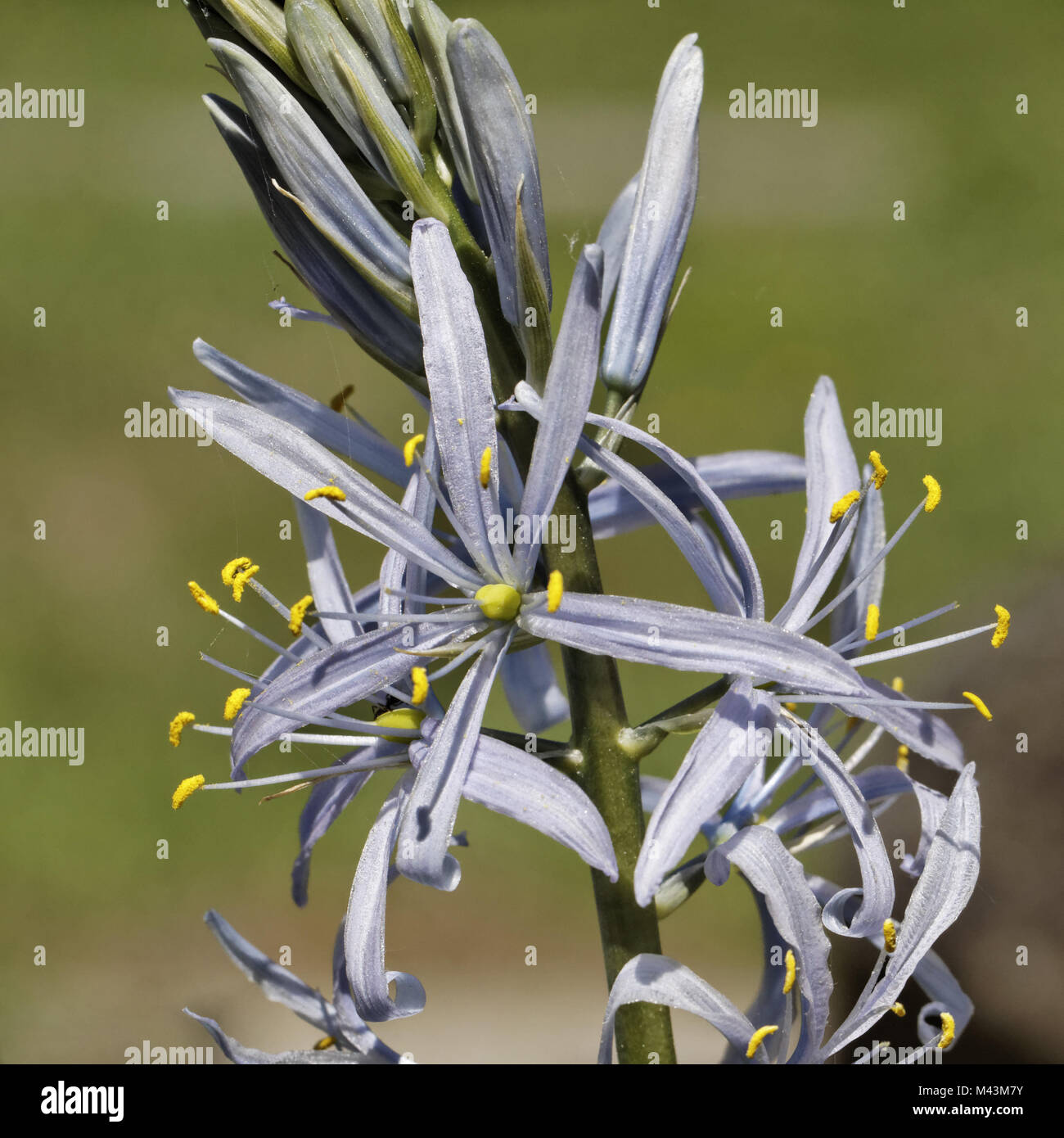 Great camas hi-res stock photography and images - Alamy