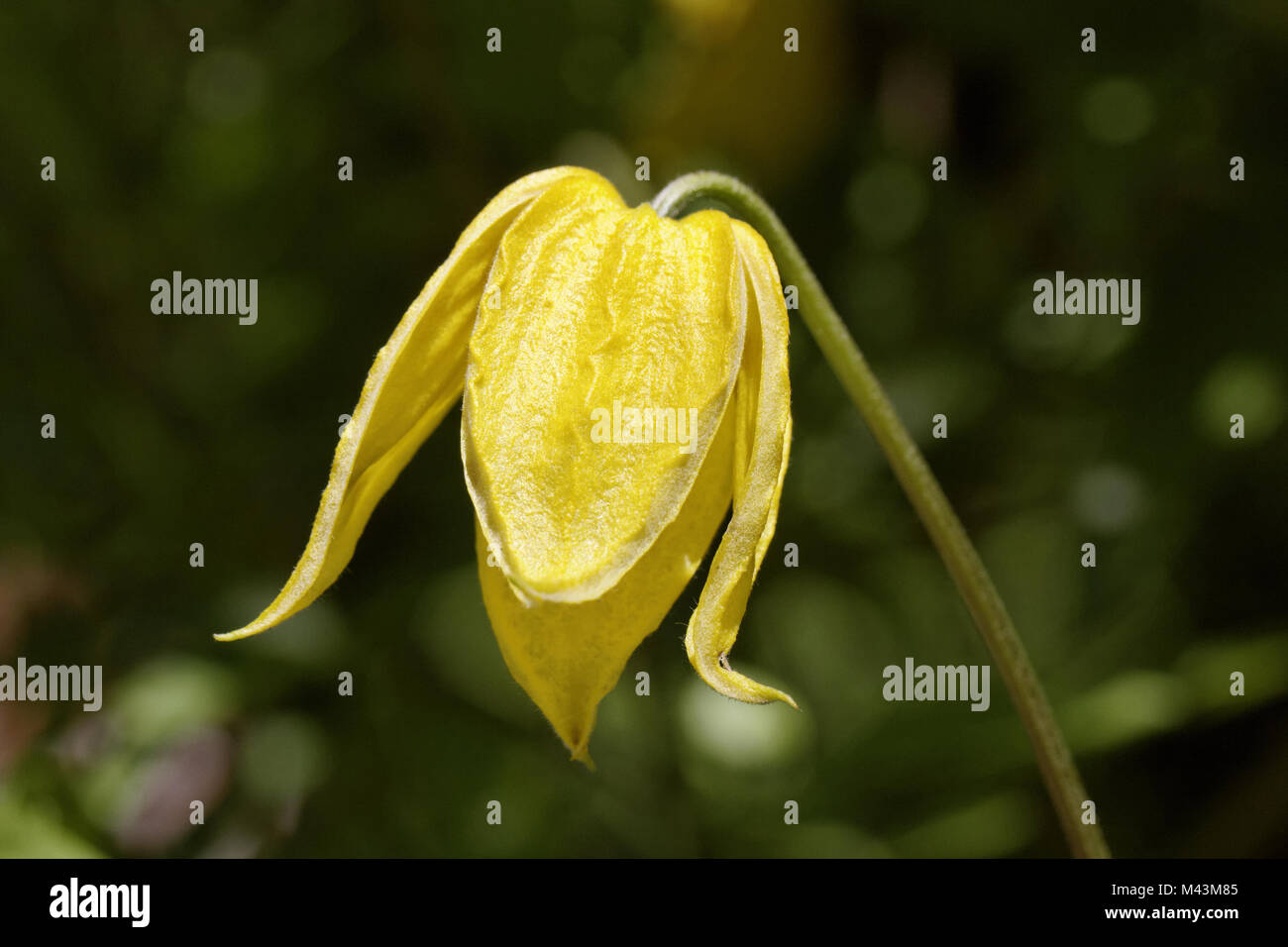 Clematis tangutica, Golden Clematis, Yellow C Stock Photo - Alamy