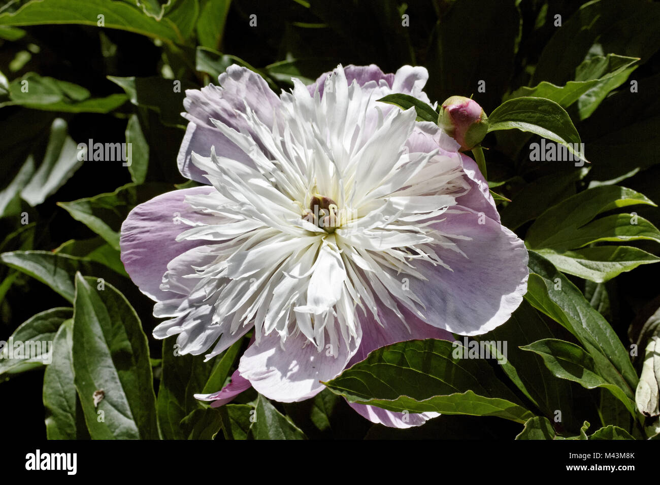 Peony lactiflora hi-res stock photography and images - Alamy
