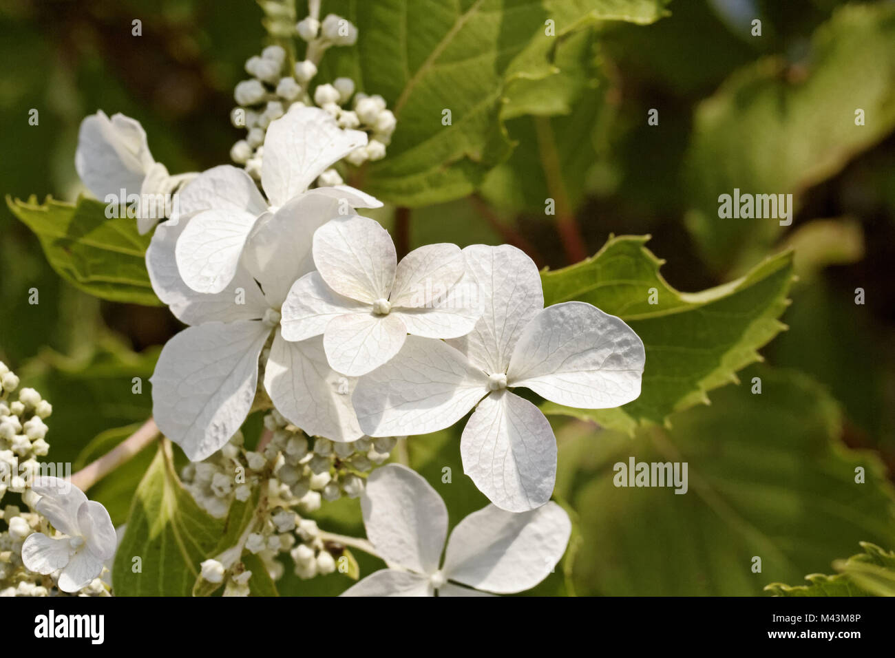 Hydrangea paniculata Levana, Fall-blooming hydr Stock Photo - Alamy