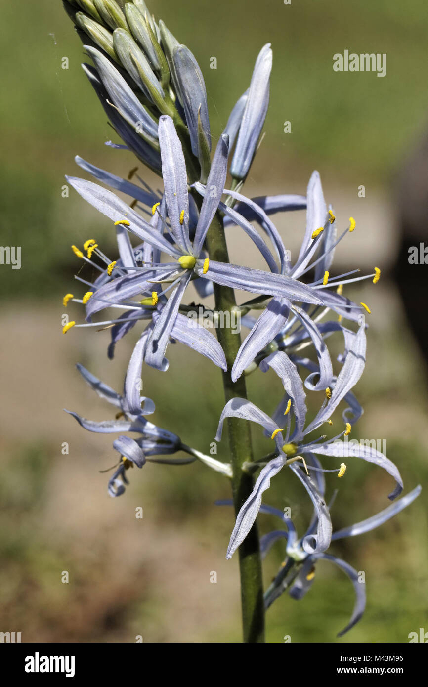 Great camas or large camas hi-res stock photography and images - Alamy