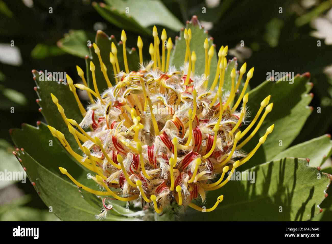 Leucospermum Conocarpodendron Stock Photos & Leucospermum ...