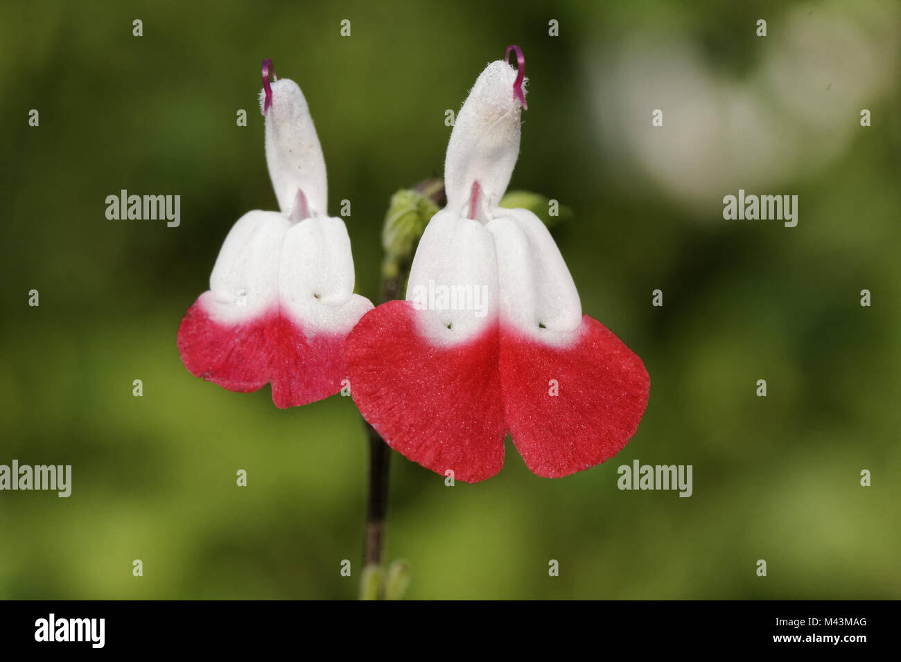 Salvia microphylla 'Hot Lips', Blackcurrent sage Stock Photo - Alamy