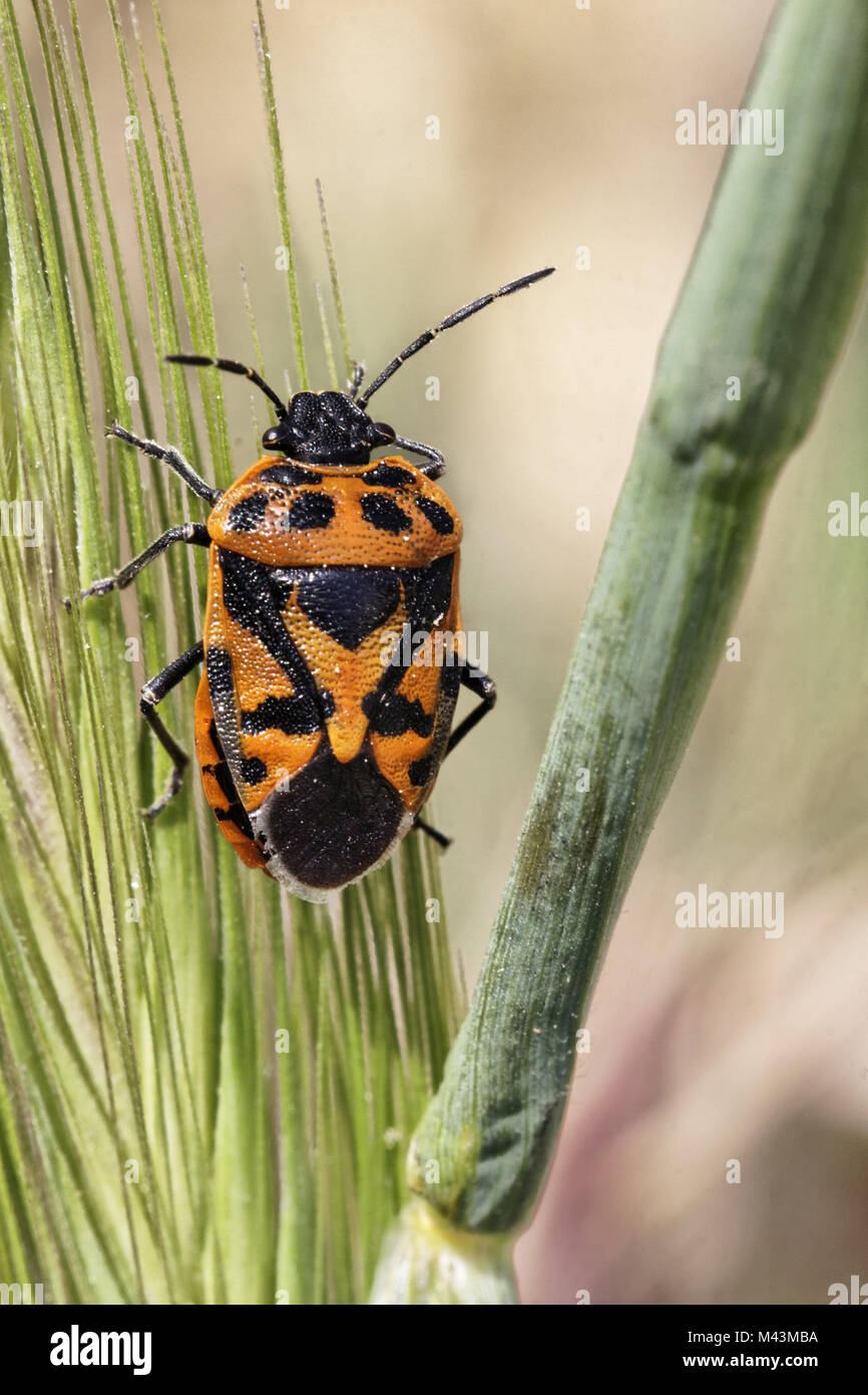 Euridema ventrale hi-res stock photography and images - Alamy