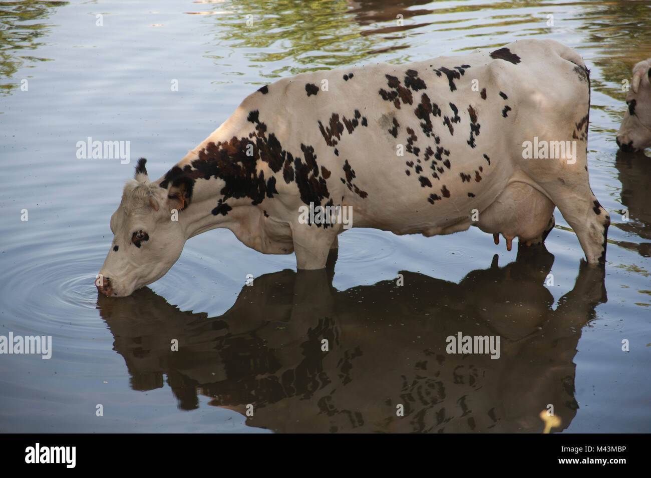 French Normande cow drinking in pool Stock Photo - Alamy
