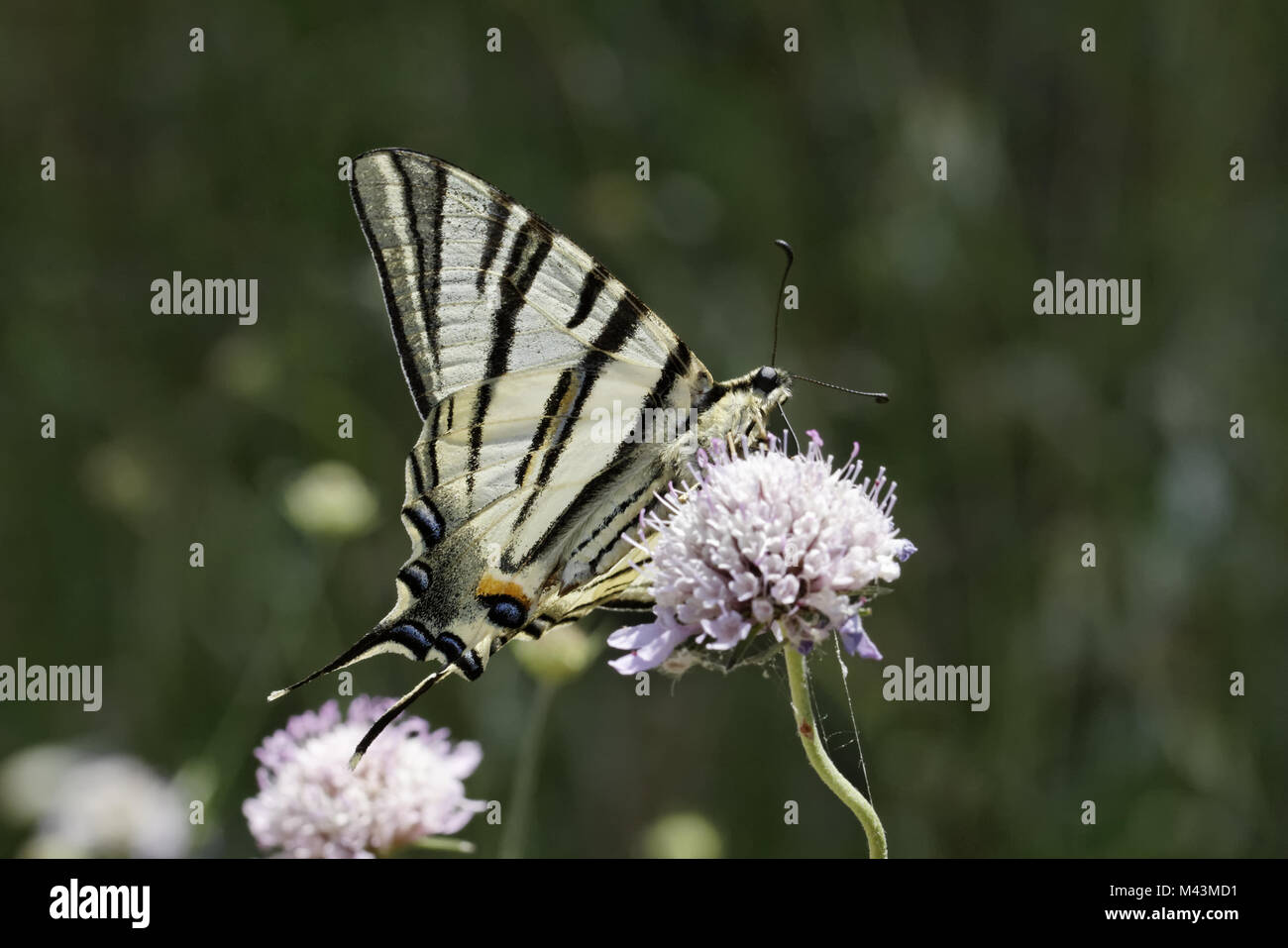 Iphiclides podalirius, Scarce swallowtail, Sail sw Stock Photo - Alamy