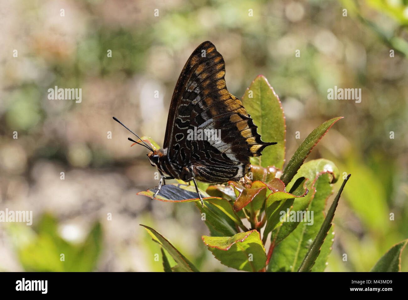 Charaxes jasius, Two-tailed Pasha, Foxy Emperor Stock Photo - Alamy