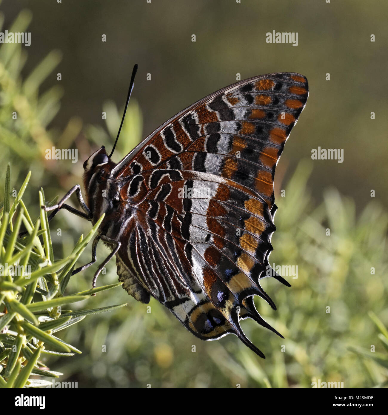 Charaxes jasius, Two-tailed Pasha, Foxy Emperor Stock Photo - Alamy
