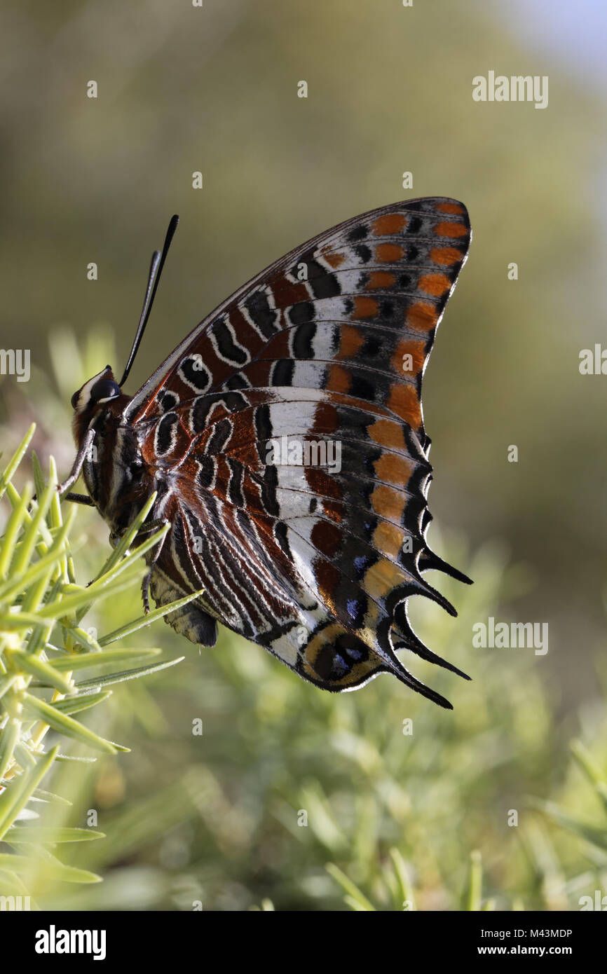 Charaxes jasius, Two-tailed Pasha, Foxy Emperor Stock Photo - Alamy