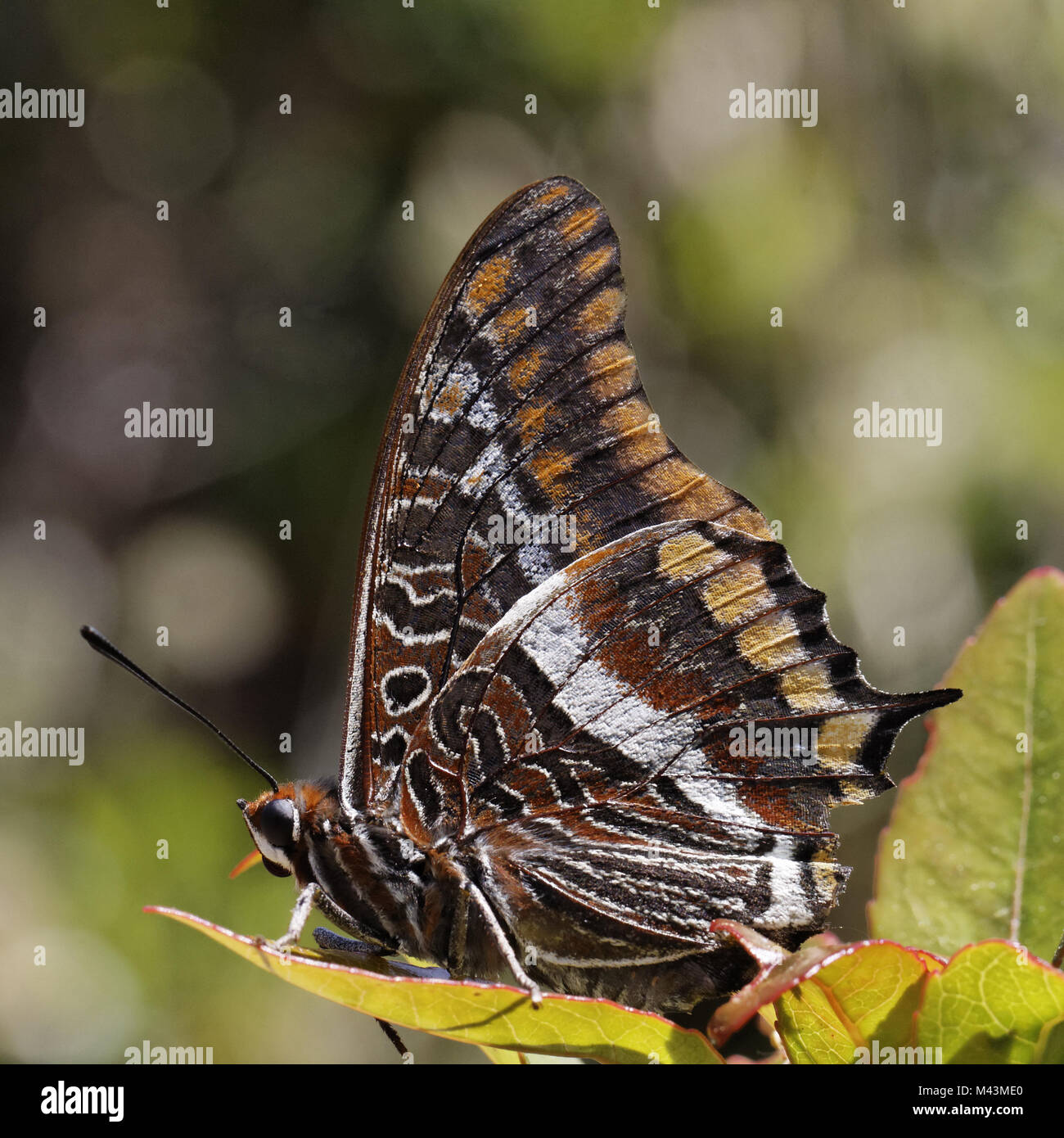 Charaxes jasius, Two-tailed Pasha, Foxy Emperor Stock Photo - Alamy