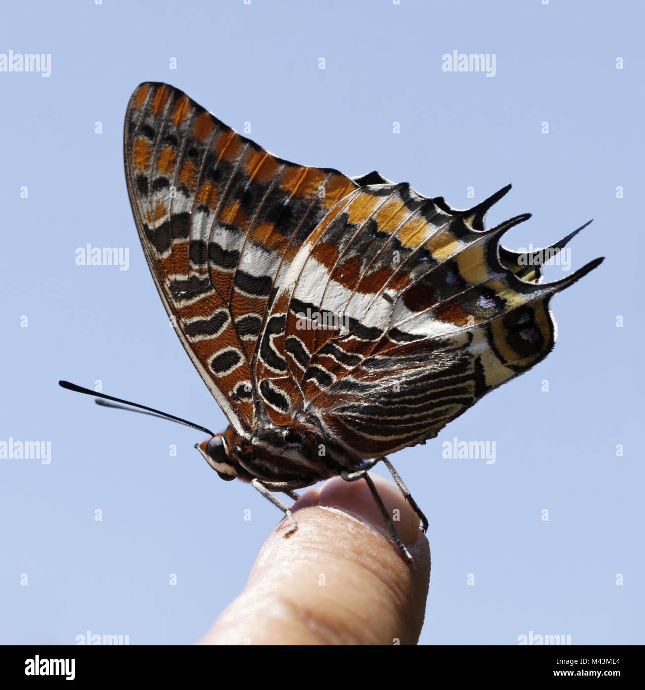 Charaxes jasius, Two-tailed Pasha, Foxy Emperor Stock Photo - Alamy