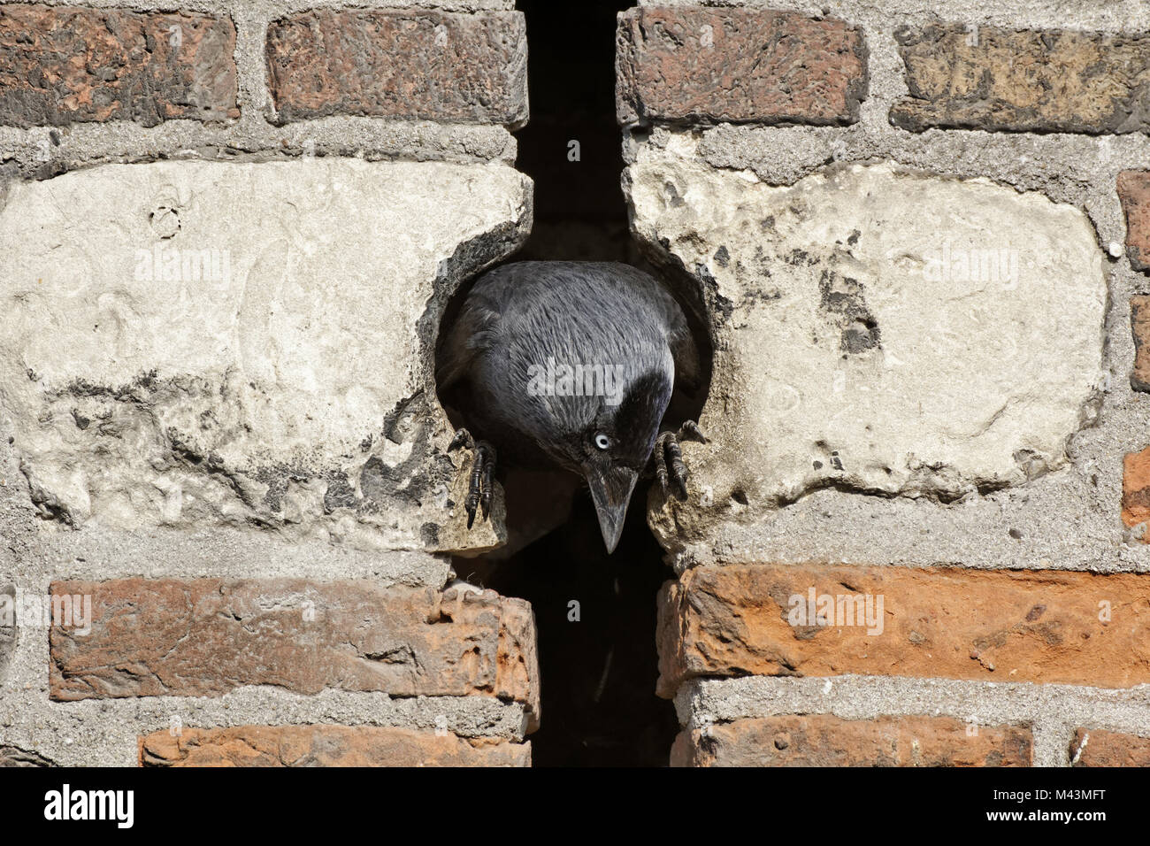 Jackdaw house hi-res stock photography and images - Alamy