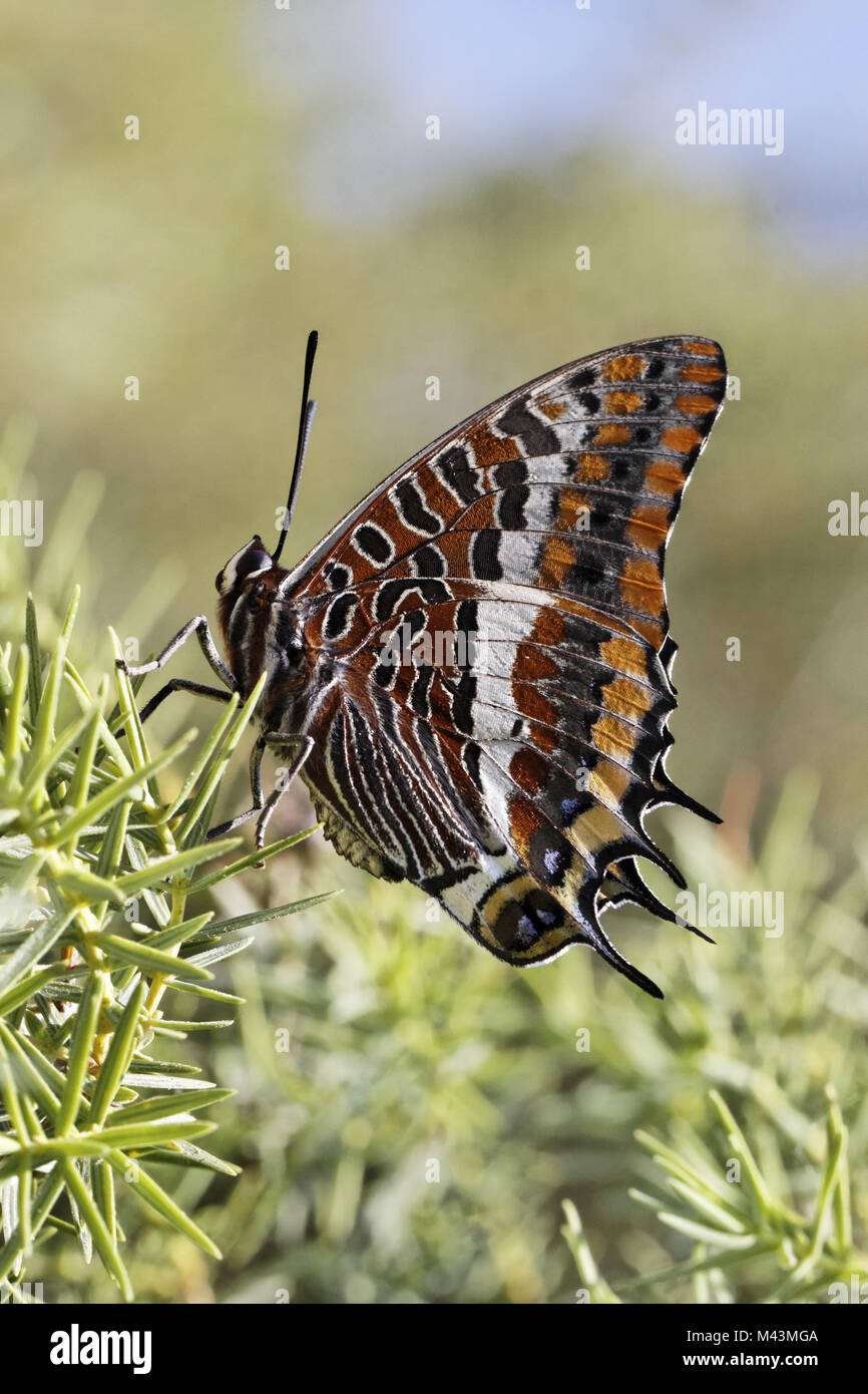 Two tailed animals hi-res stock photography and images - Alamy